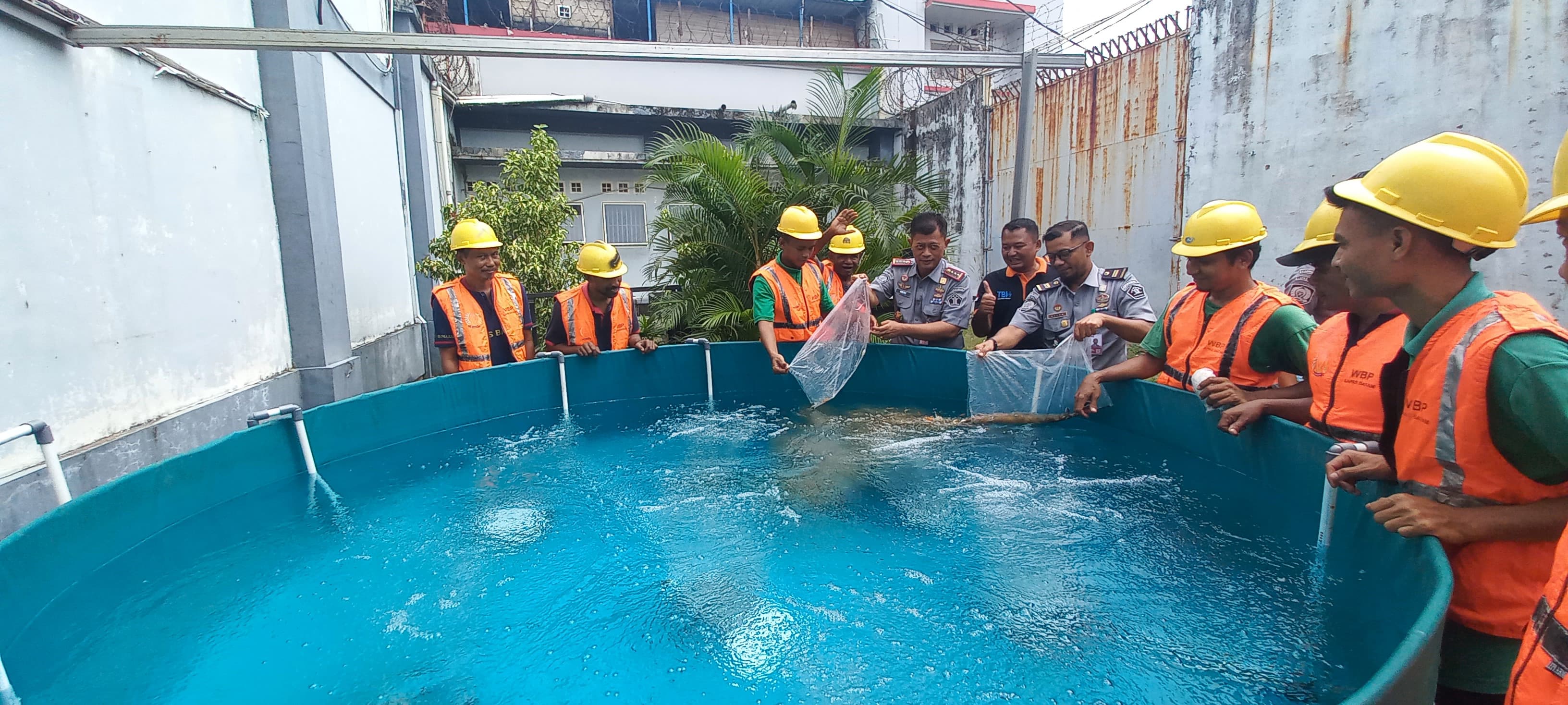Penaburan Benih Ikan Air Tawar Ikan Nila di Kolam dengan Metode Bioflok ...