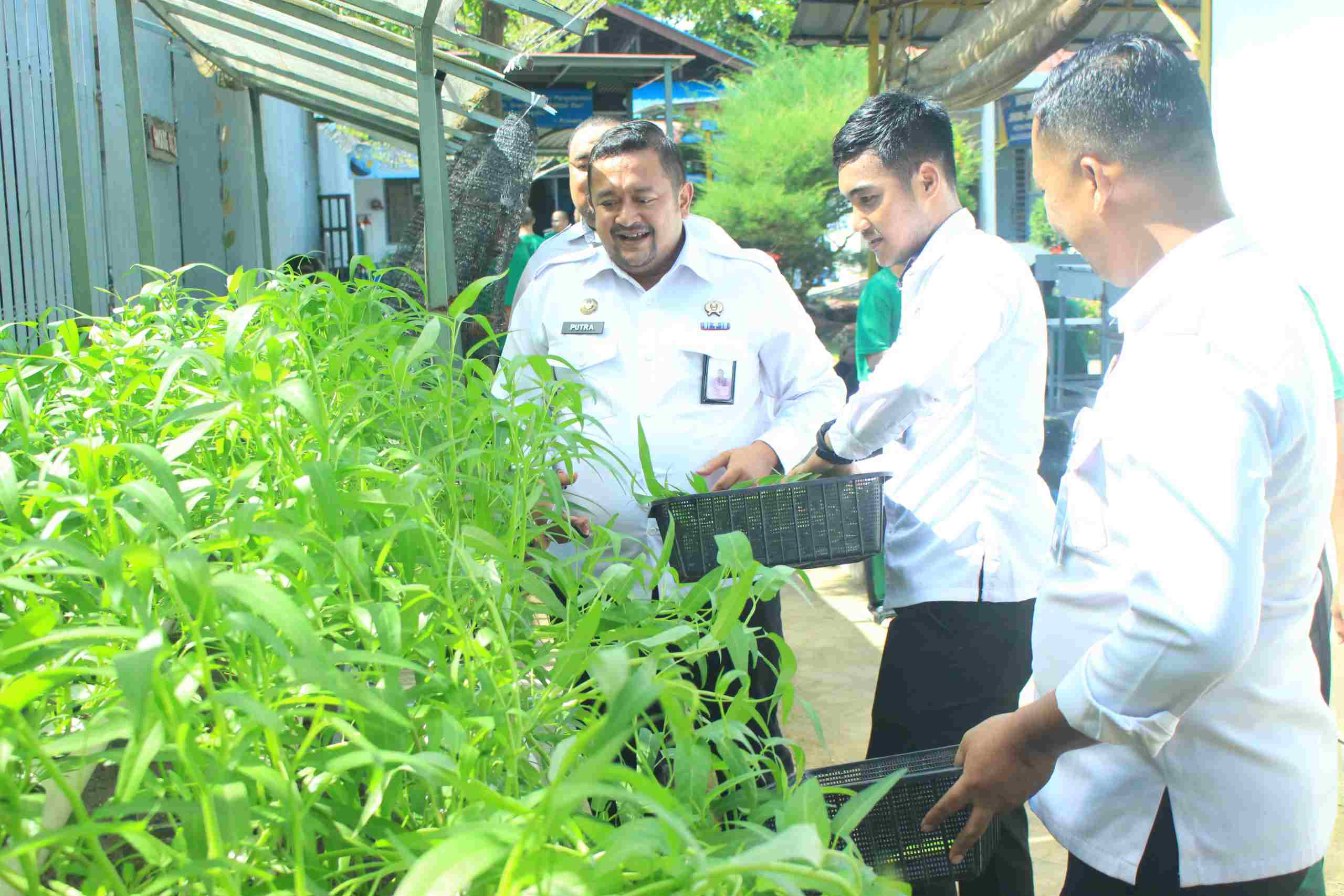 LPKA Kelas II Batam Panen Hasil Perkebunan Sayur Mayur - MataKepri ...